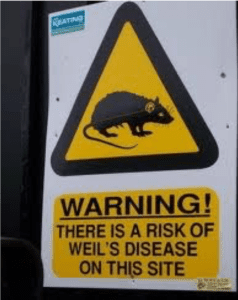 Weil's Disease and Leptospirosis - What you need to know - First Aid ...