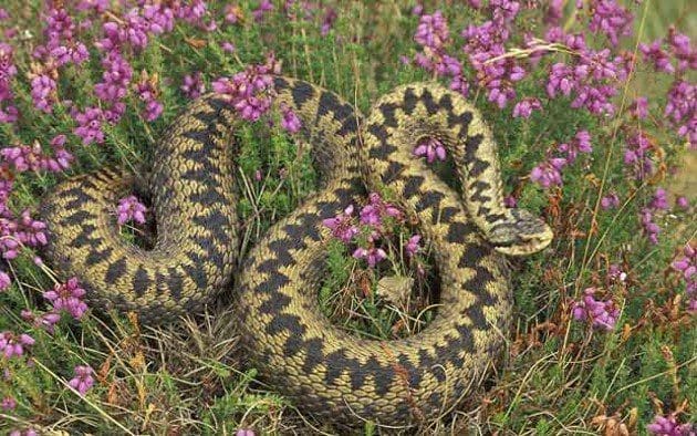 Advice on Adder Bites. First Aid Training Co-operative. Dont panic