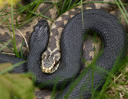 Advice on Adder Bites. First Aid Training Co-operative. Dont panic