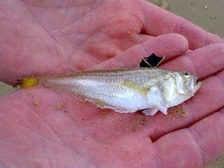 Weever Fish - What to do if you get stung - First Aid Training Cooperative